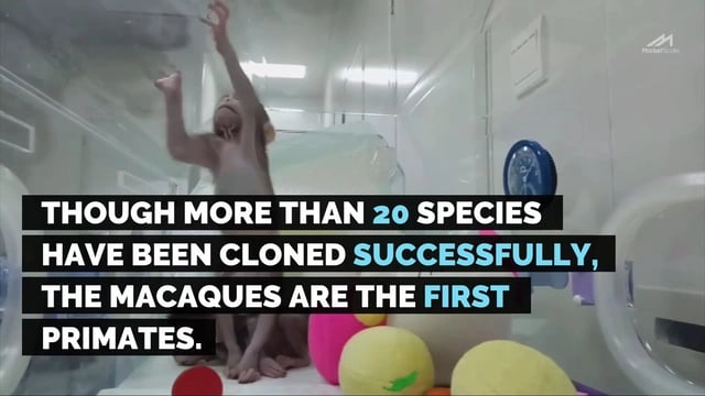 Watch: The first primates to be cloned are baby macaques