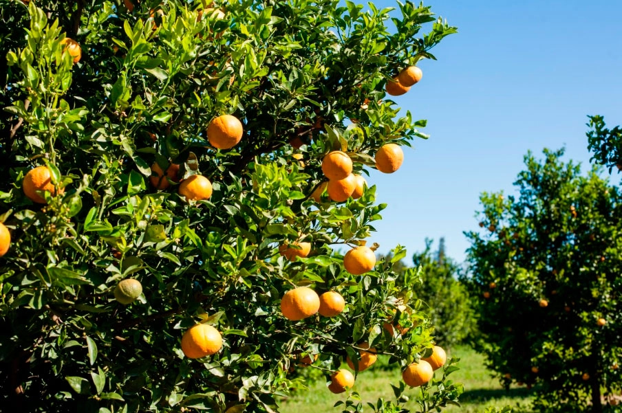 Listen: Rotaflex serves up a solution for the food industry