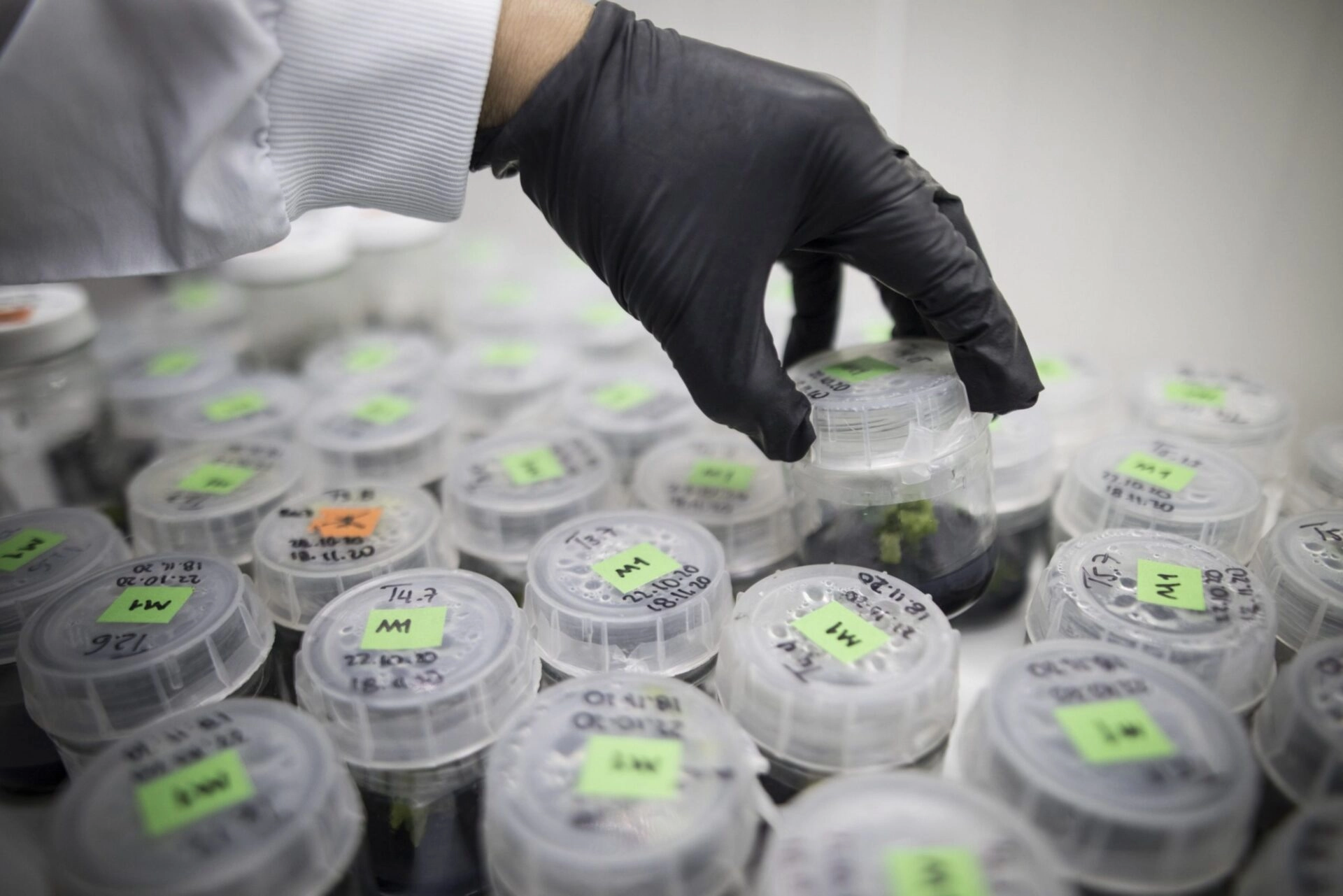 Simplifying Cannabis Dosing for Patients and Healthcare Professionals