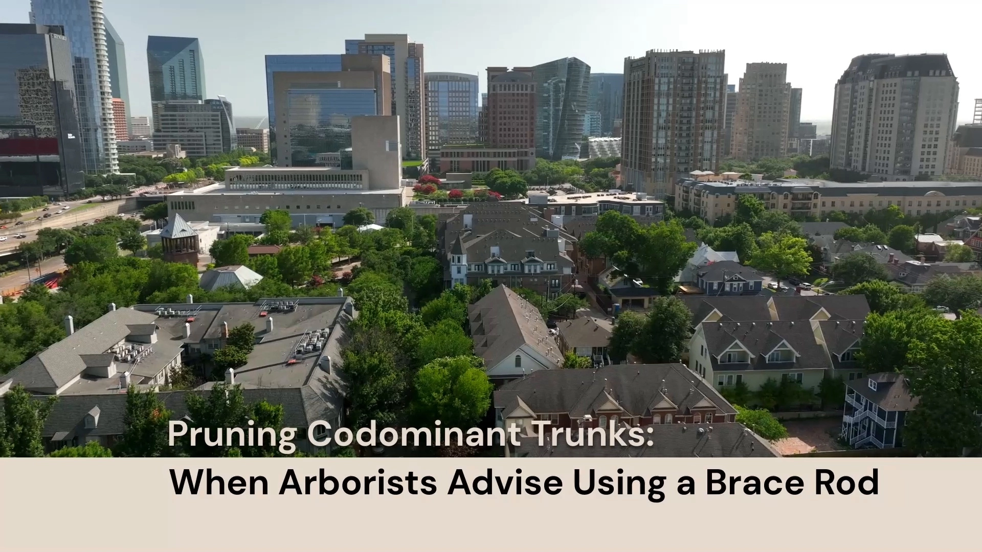 Pruning Codominant Trunks: When Arborists Advise Using a Brace Rod