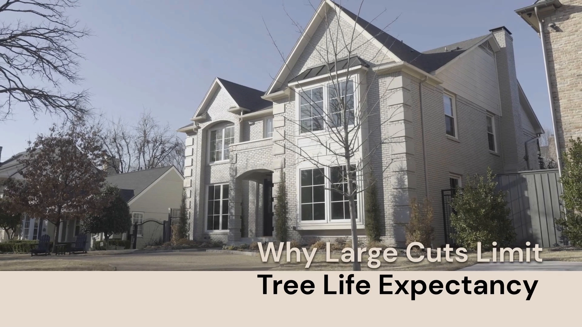 Why Large Cuts Limit Tree Life Expectancy