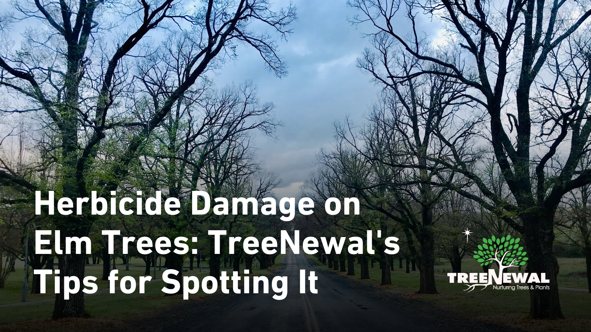 Herbicide Damage on Elm Trees: TreeNewal's Tips for Spotting It