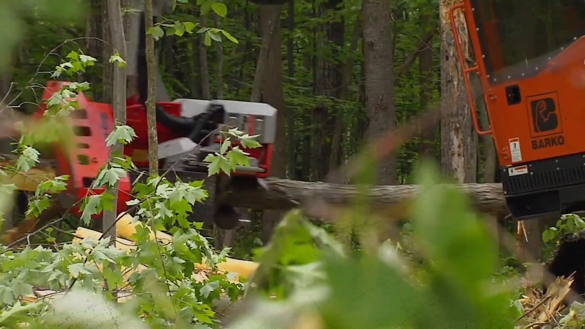 Barko- King of the Forest