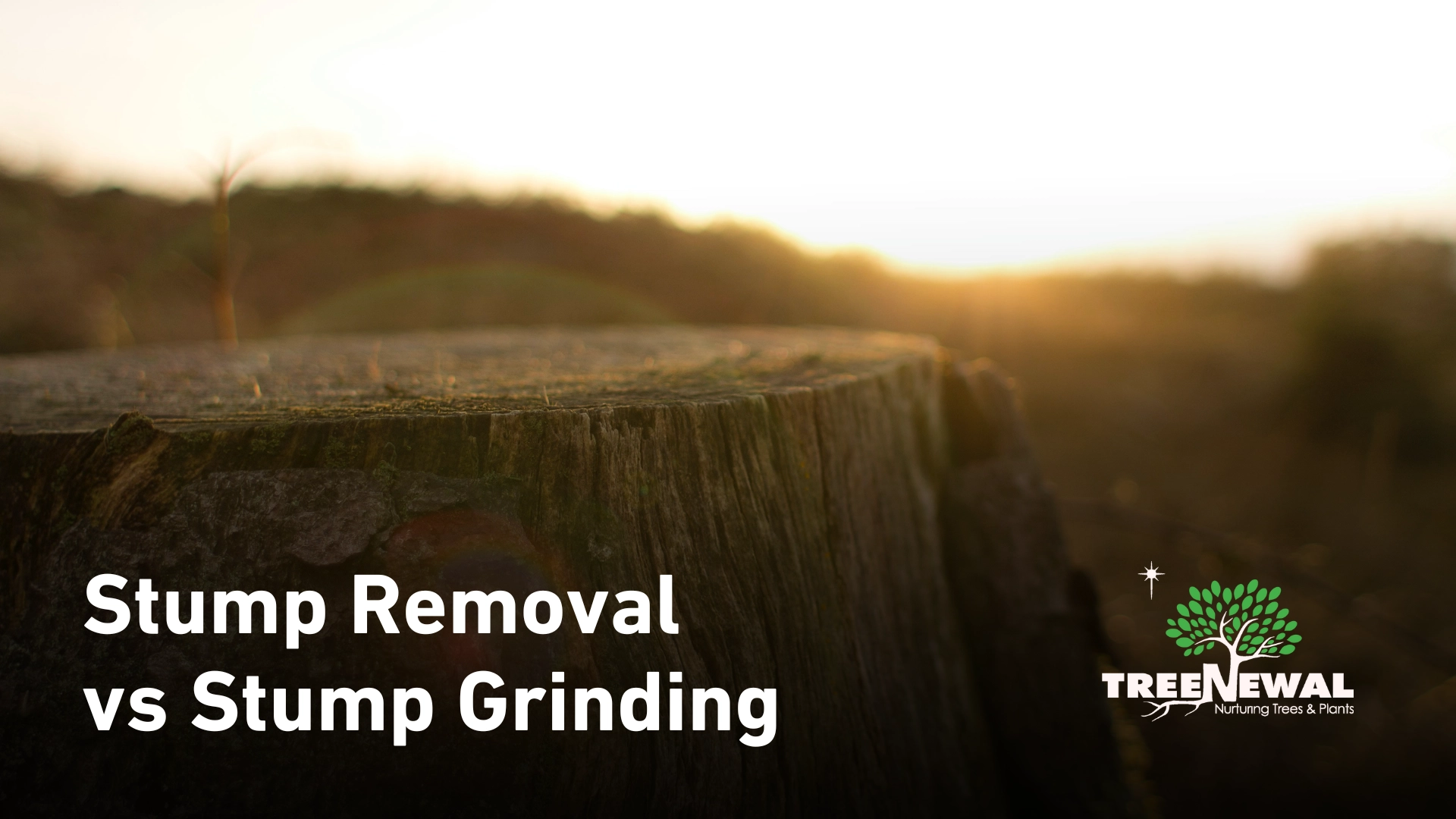 Stump Removal vs Stump Grinding: A Comprehensive Comparison