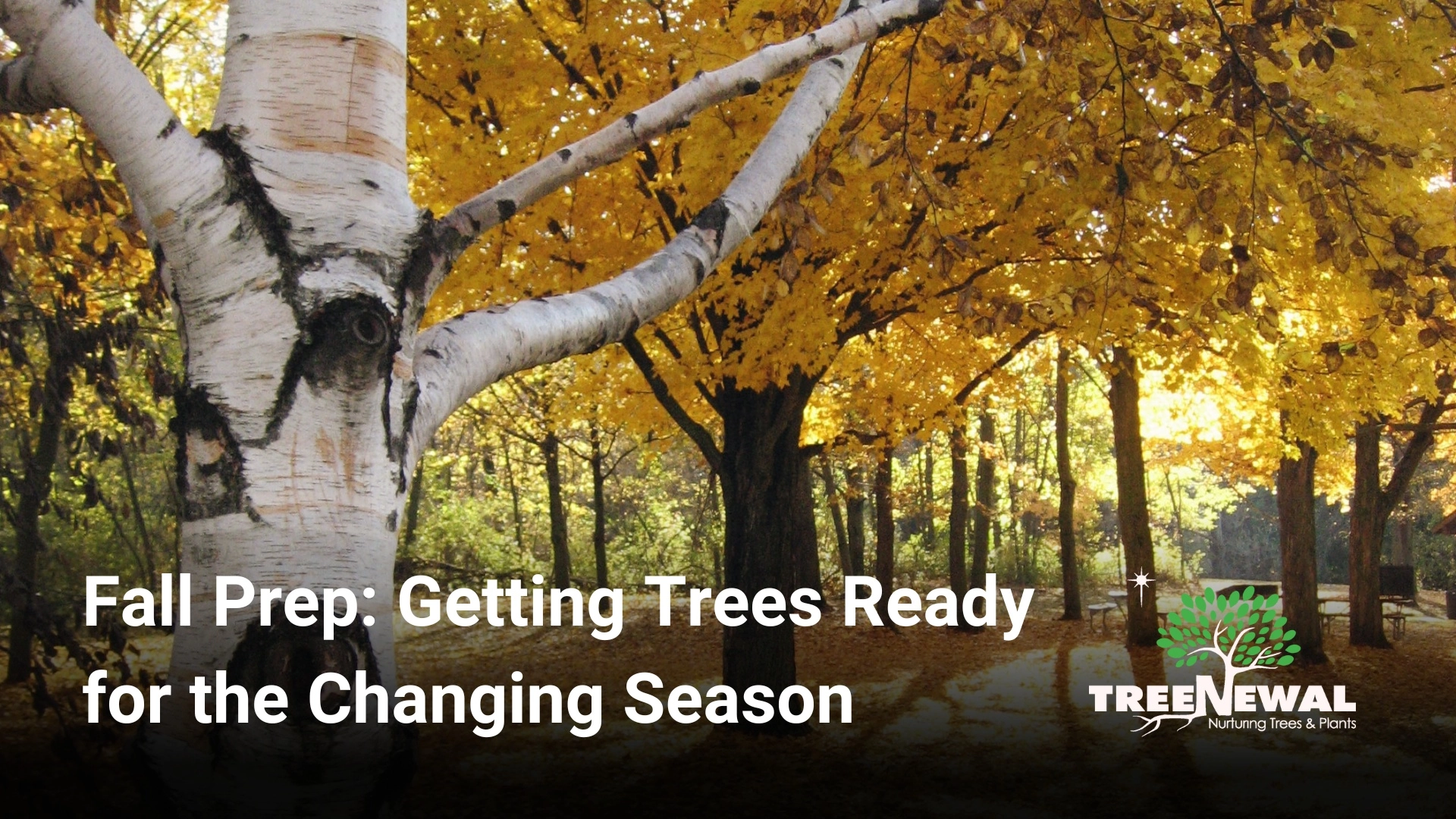 Fall Prep: Getting Trees Ready for the Changing Season - MarketScale