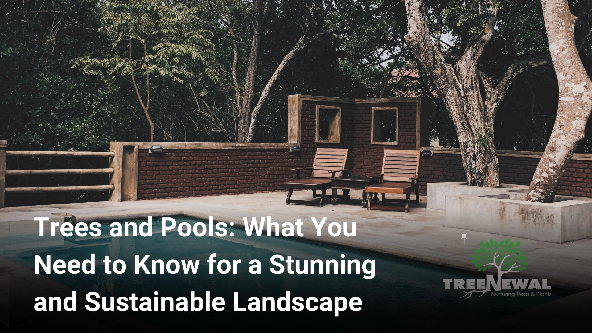 Trees and Pools: What You Need to Know for a Stunning and Sustainable ...
