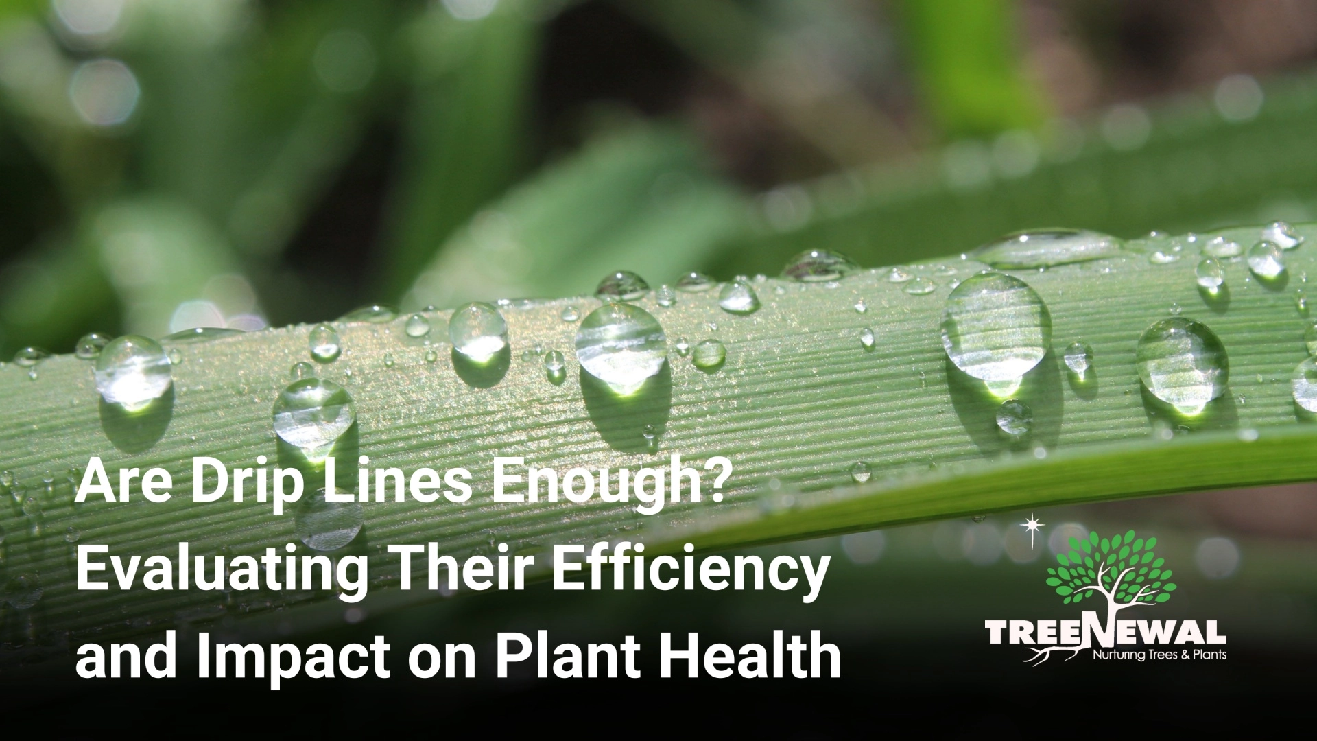 Are Drip Lines Enough? Evaluating Their Efficiency and Impact on Plant ...