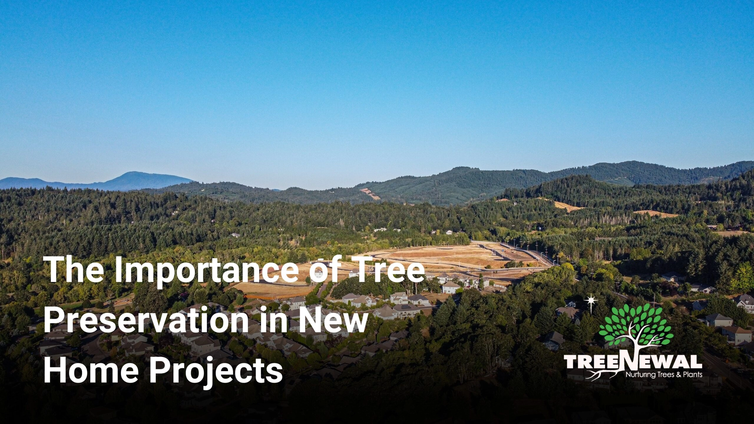 The Importance of Tree Preservation in New Home Projects - MarketScale