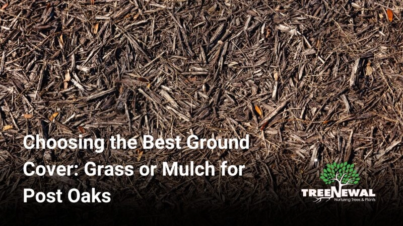 Choosing the Best Ground Cover: Grass or Mulch for Post Oaks