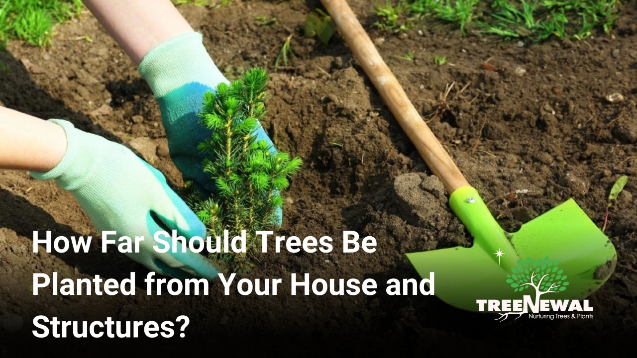 How Far Should Trees Be Planted from Your House and Structures?