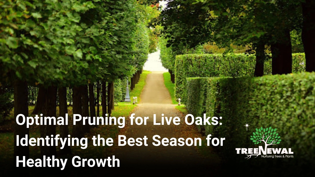 Optimal Pruning for Live Oaks: Identifying the Best Season for Healthy Growth
